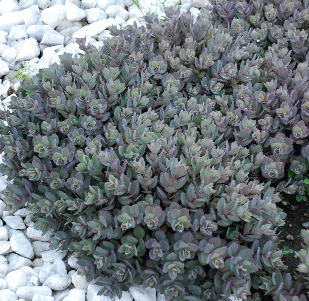 Sunsparkler Dazzleberry Sedum - Pahl's Market - Apple Valley, MN