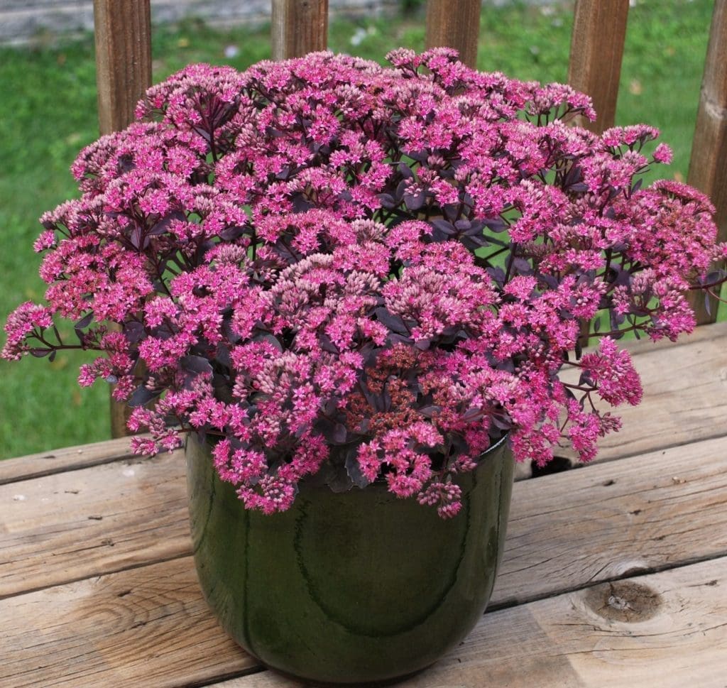 Sunsparkler Dazzleberry Sedum - Pahl's Market - Apple Valley, MN