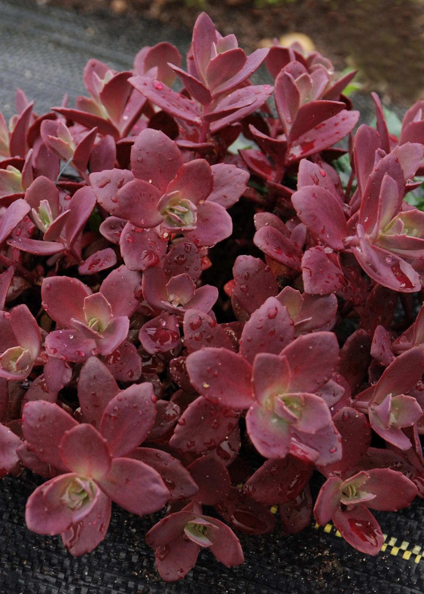 Sunsparkler Firecracker Sedum - Pahl's Market - Apple Valley, MN
