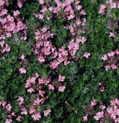 Pink Chintz Thyme - Pahl's Market - Apple Valley, MN