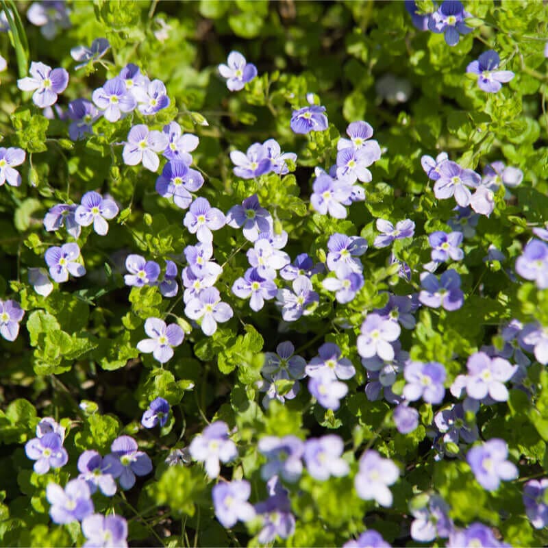 Tidal Pool Creeping Speedwell - Pahl's Market - Apple Valley, MN