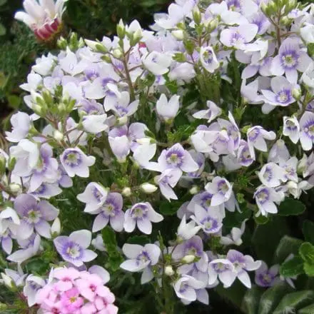 Veronica (Creeping Speedwell) - Shop Pahl's Online