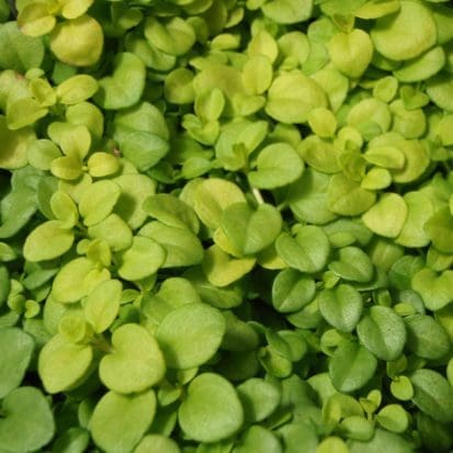 Sunshine Creeping Speedwell - Pahl's Market - Apple Valley, MN