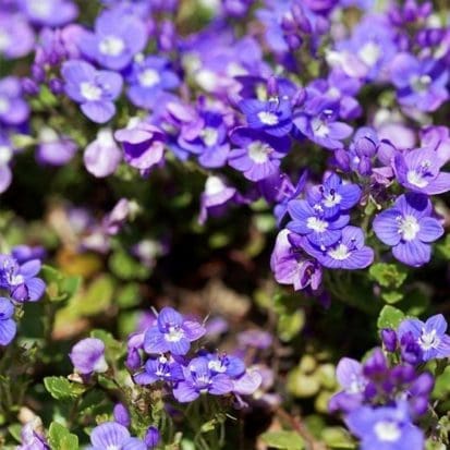 Veronica (Creeping Speedwell) - Shop Pahl's Online