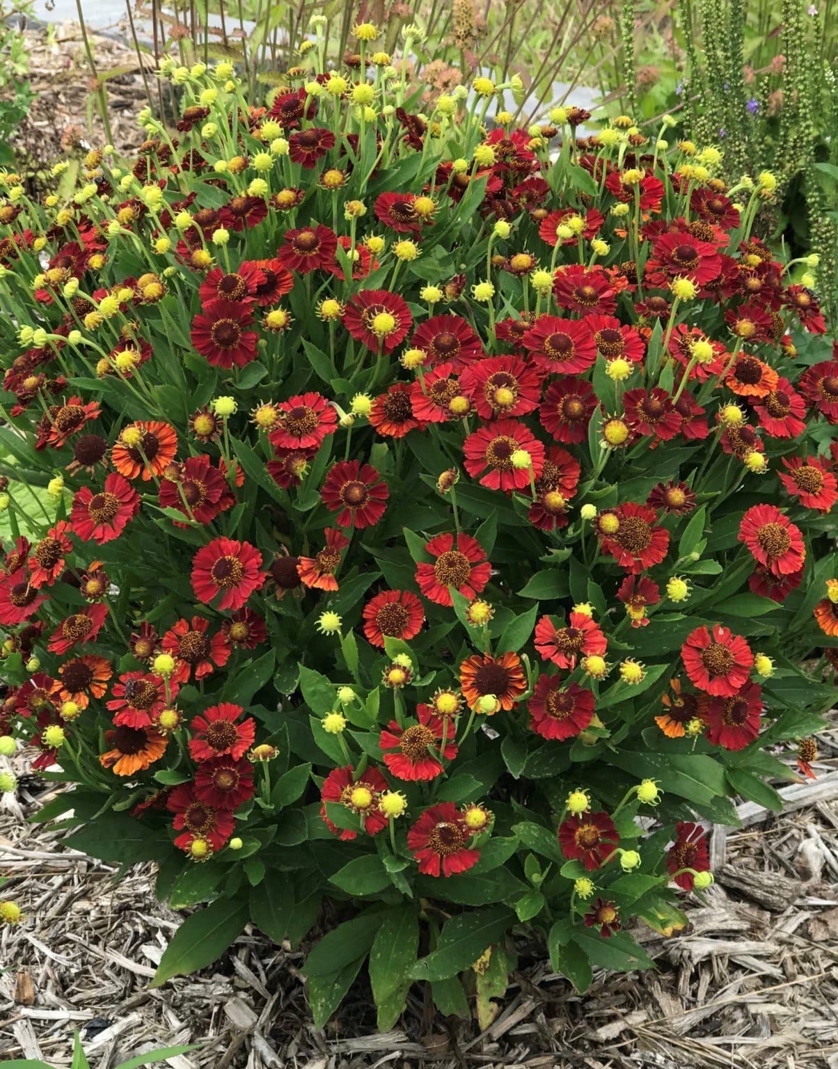 Mariachi Salsa Helenium - Pahl's Market - Apple Valley, MN