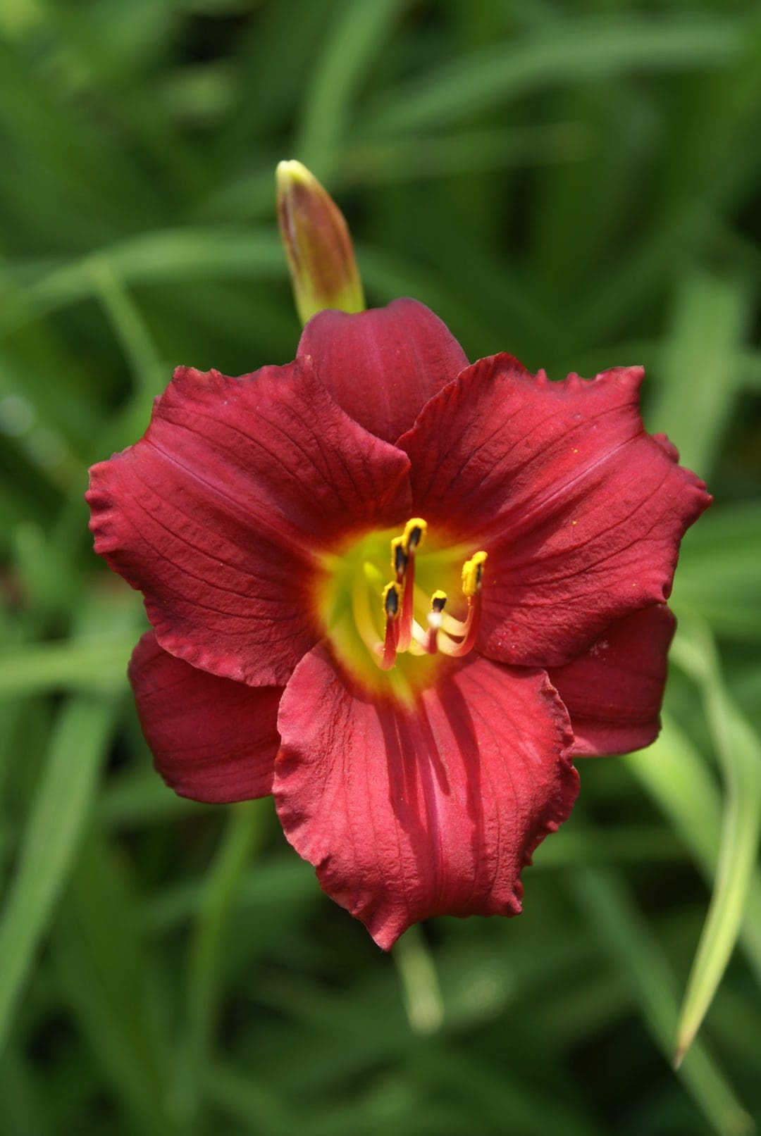 Ruby Stella Daylily - Pahl's Market - Apple Valley, MN
