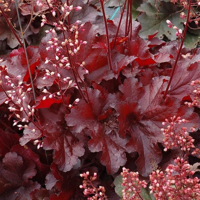 Forever Red Coral Bells - Pahl's Market - Apple Valley, MN