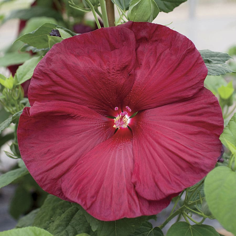 Hibiscus - Shop Pahl's Online
