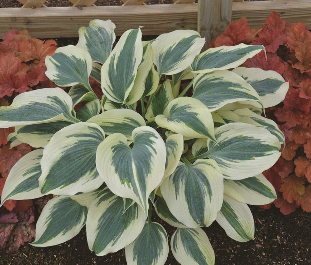 Blue Ivory Hosta - Pahl's Market - Apple Valley, MN