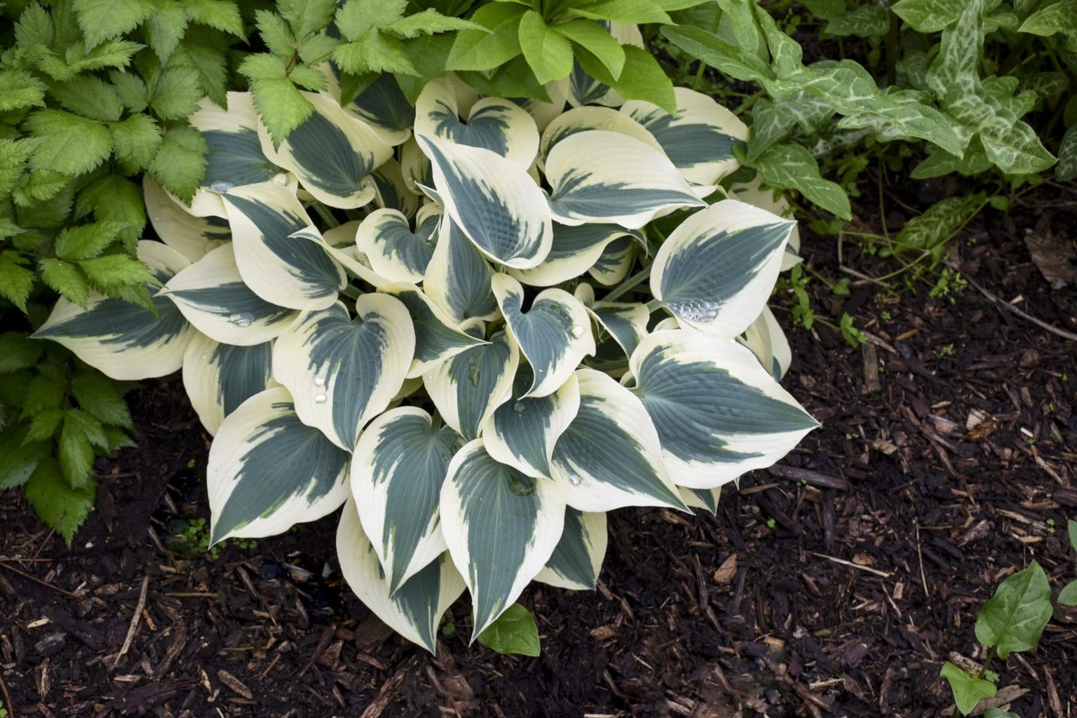 Blue Ivory Hosta - Pahl's Market - Apple Valley, MN