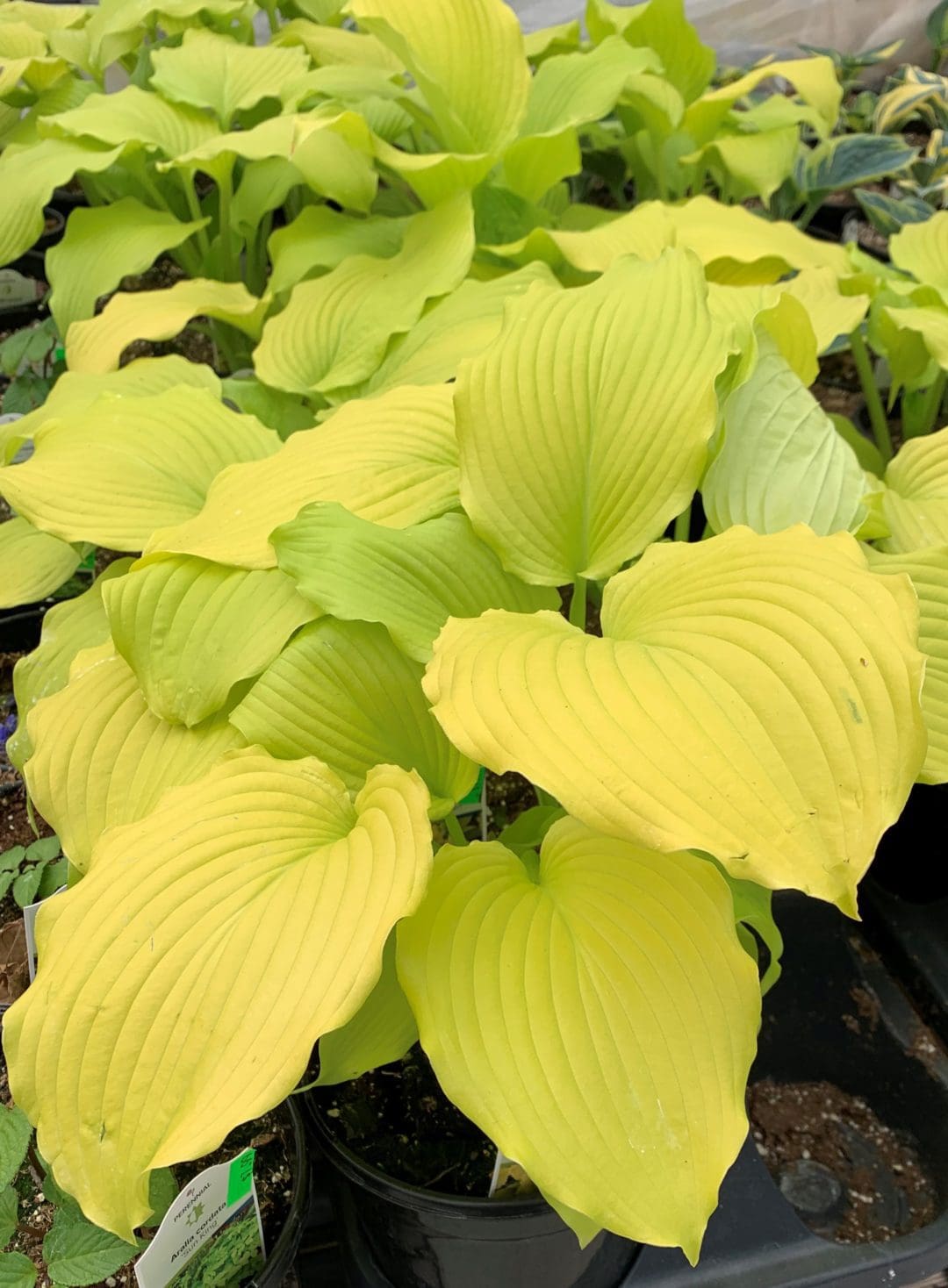 Dancing Queen Hosta - Pahl's Market - Apple Valley, MN
