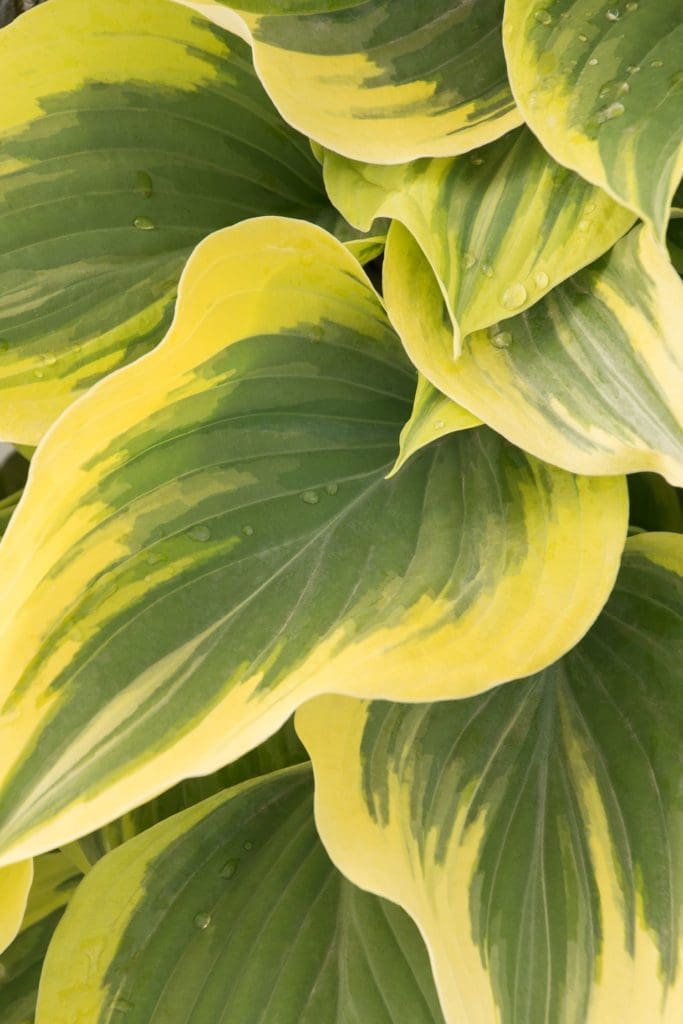 Liberty Hosta - Pahl's Market - Apple Valley, MN