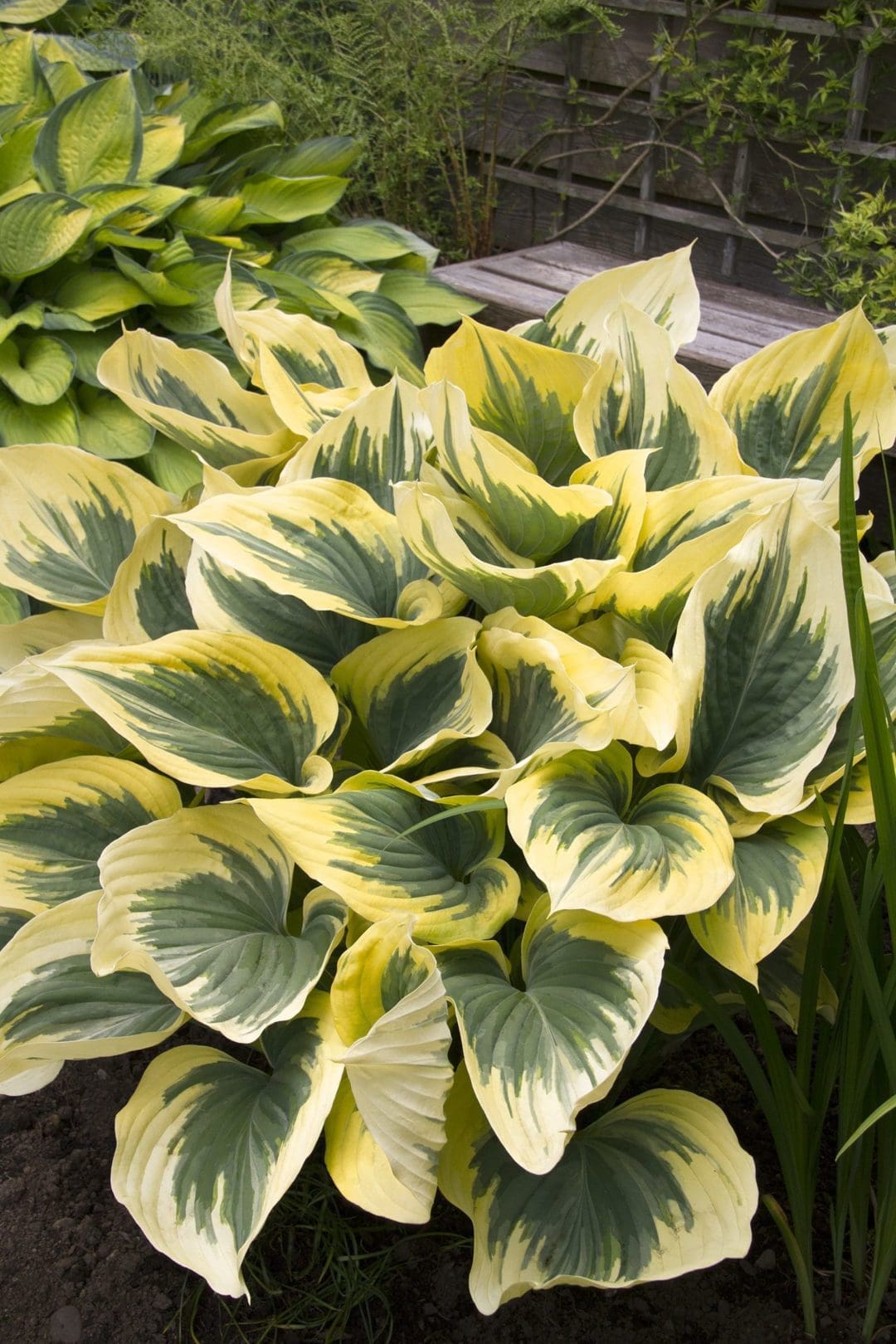 Liberty Hosta - Pahl's Market - Apple Valley, MN