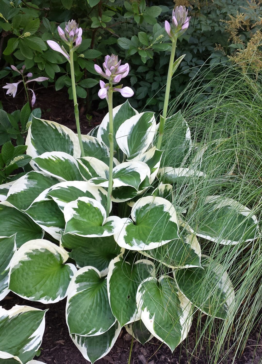 Patriot Hosta - Pahl's Market - Apple Valley, MN
