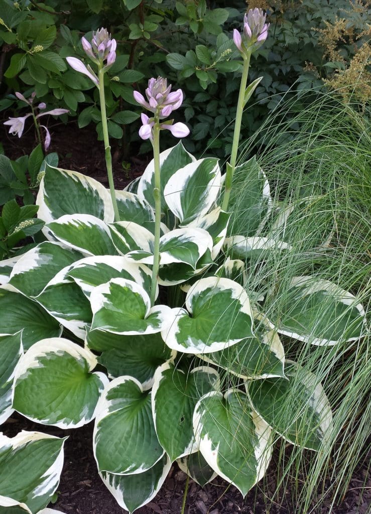 Patriot Hosta - Pahl's Market - Apple Valley, MN