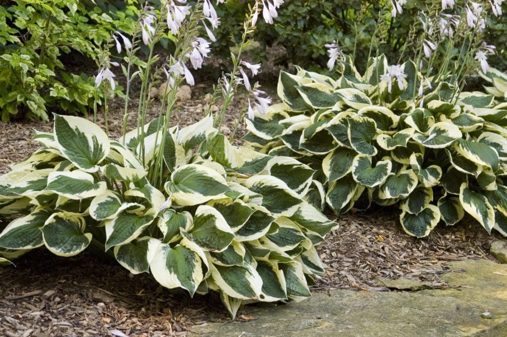 Patriot Hosta - Pahl's Market - Apple Valley, MN