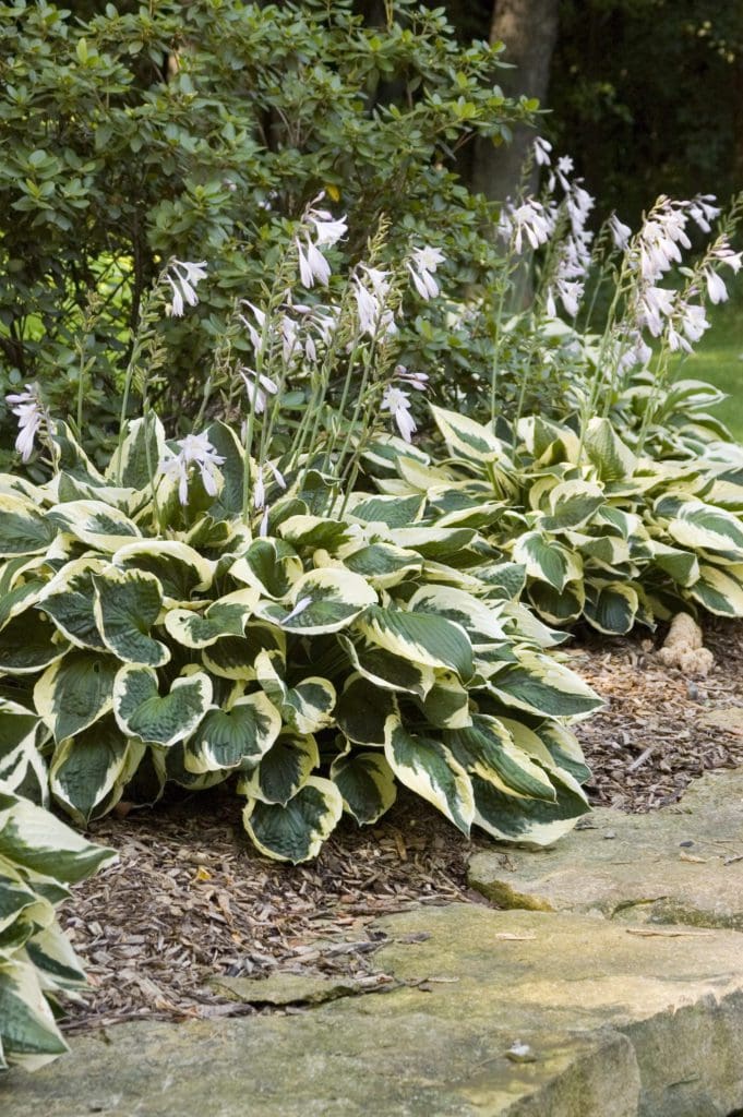 Patriot Hosta - Pahl's Market - Apple Valley, MN