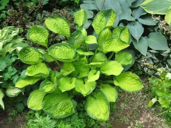 Rainforest Sunrise Hosta - Pahl's Market - Apple Valley, MN