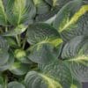 Hosta (Plaintain Lily) - Shop Pahl's Online