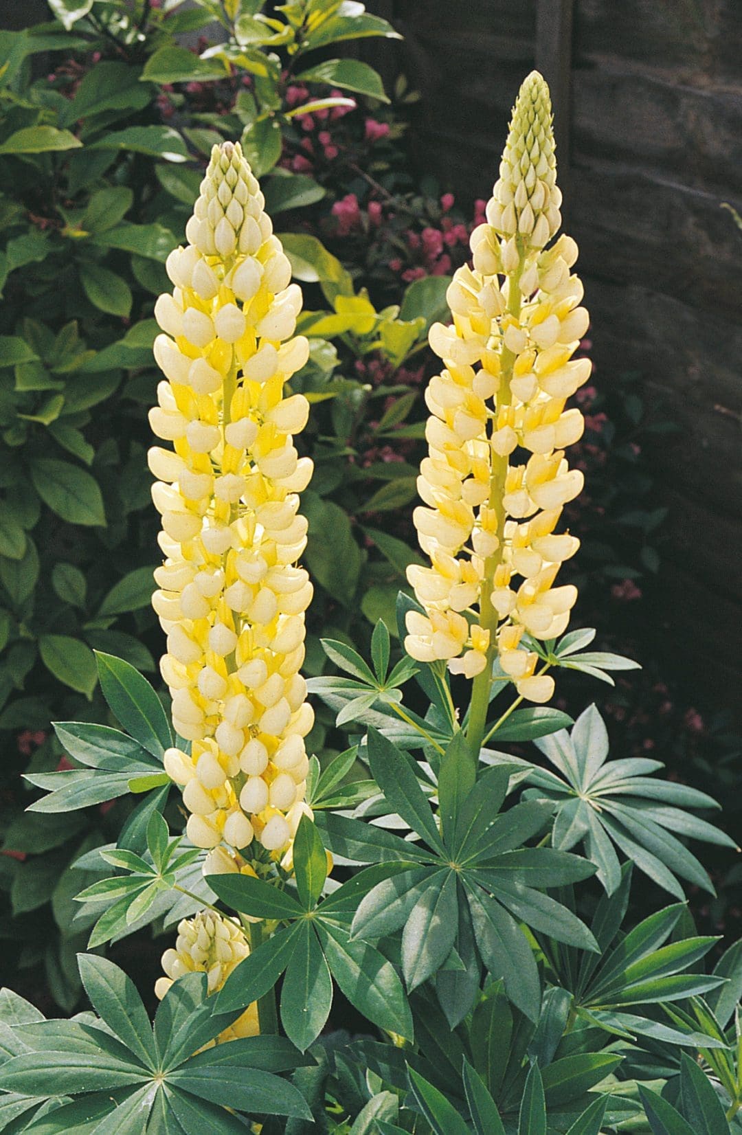 Gallery Yellow Lupine - Pahl's Market - Apple Valley, MN