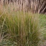 Avalanche Variegated Feather Reed Grass - Pahl's Market - Apple Valley, MN
