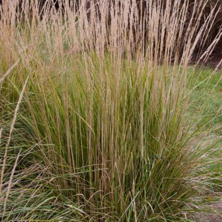 Avalanche Variegated Feather Reed Grass - Pahl's Market - Apple Valley, MN