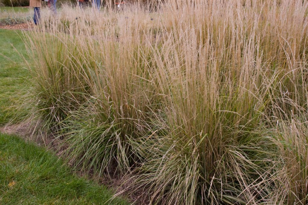 Avalanche Variegated Feather Reed Grass - Pahl's Market