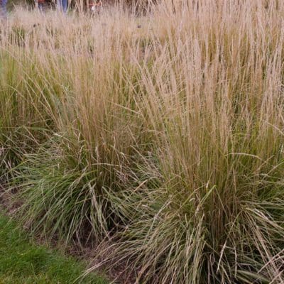 Avalanche Variegated Feather Reed Grass - Pahl's Market - Apple Valley, MN