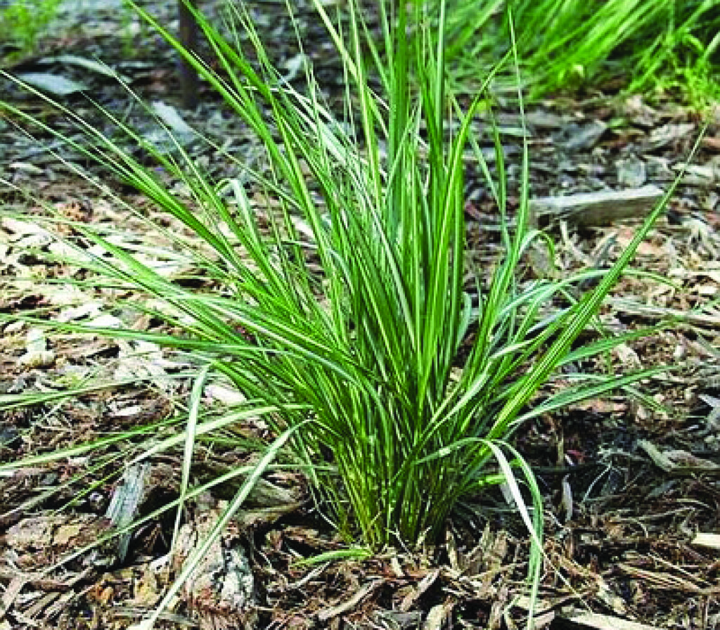 Avalanche Variegated Feather Reed Grass Pahls Market Apple Valley Mn