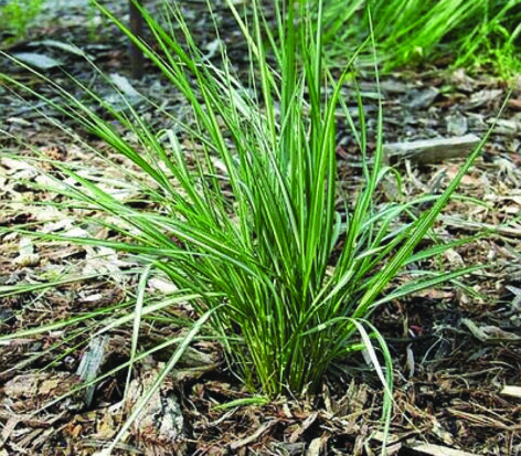Avalanche Variegated Feather Reed Grass - Pahl's Market