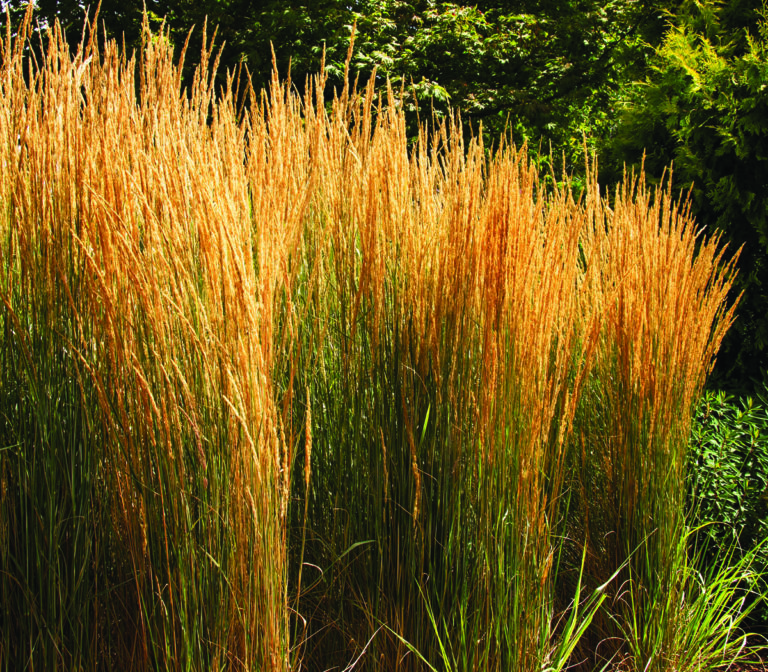 Overdam Feather Reed Grass - Pahl's Market - Apple Valley, MN