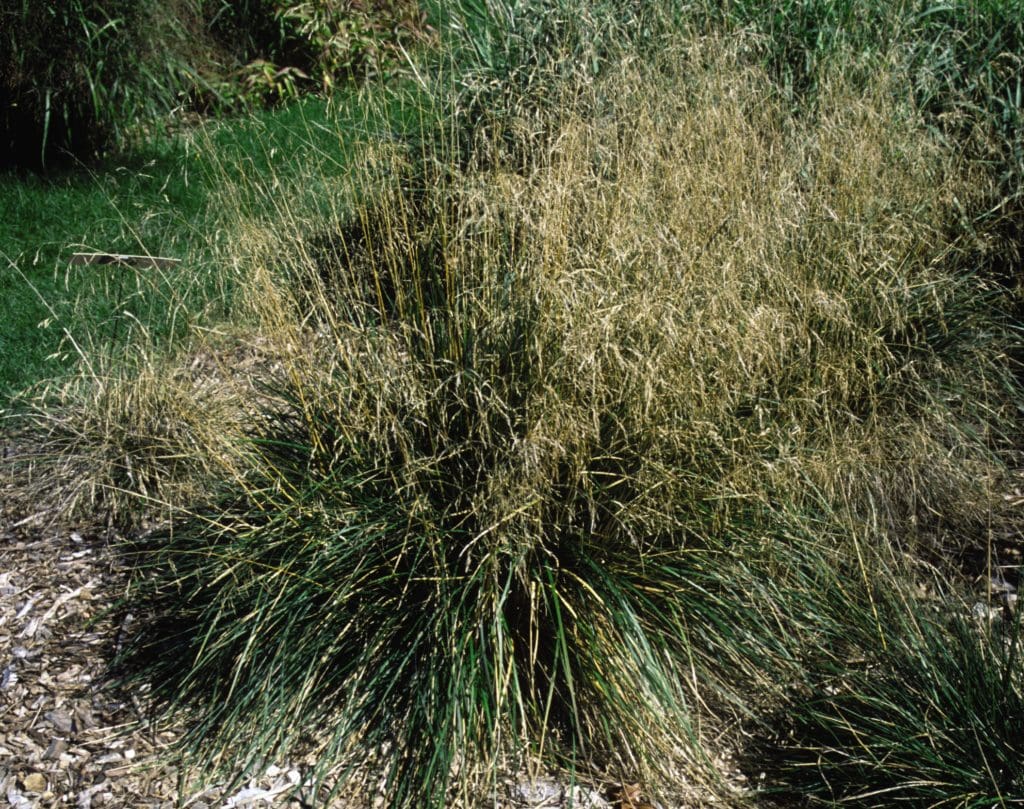Tufted Hair Grass - Pahl's Market - Apple Valley, MN