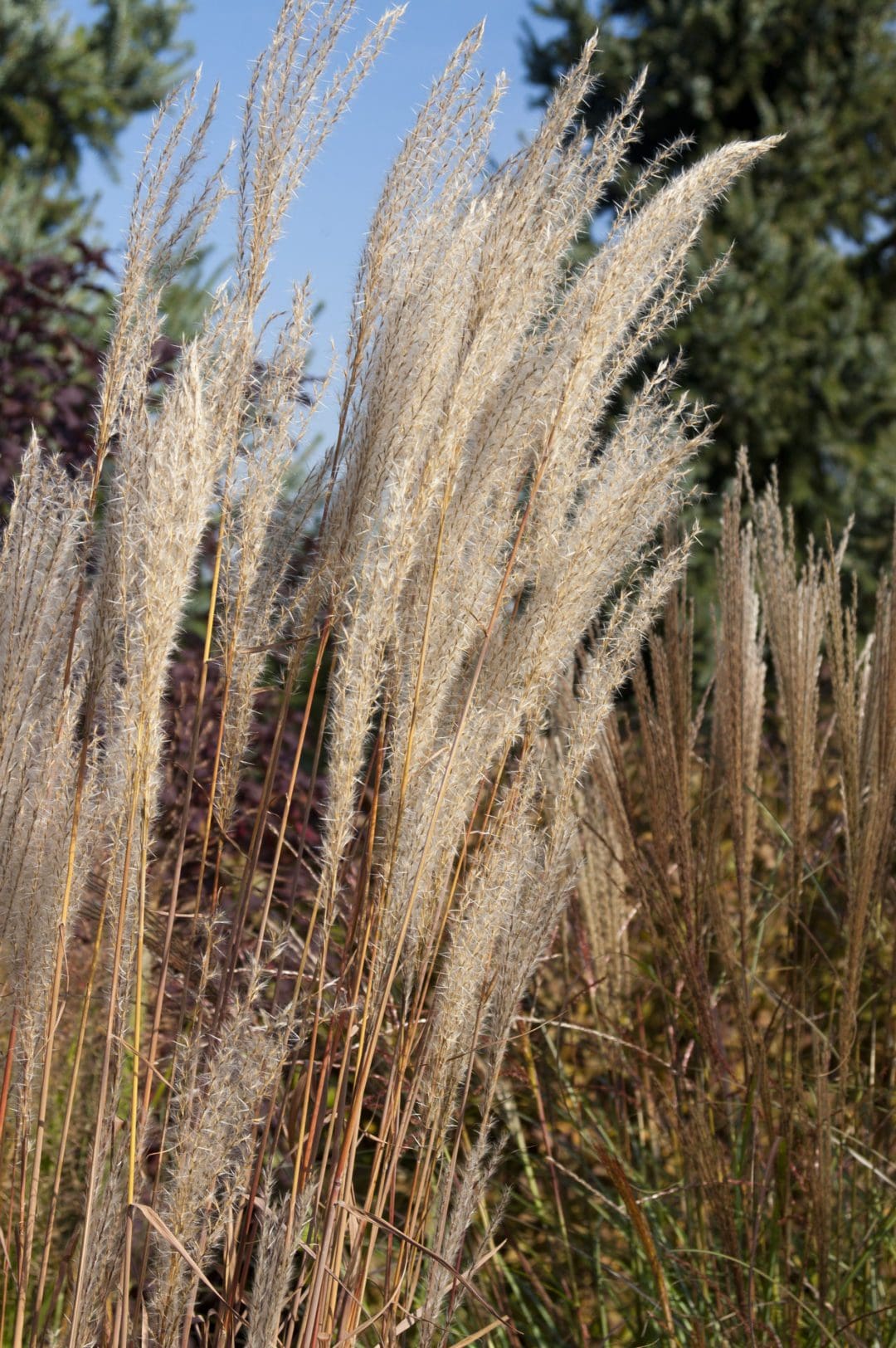 Flame Miscanthus Grass - Pahl's Market - Apple Valley, MN