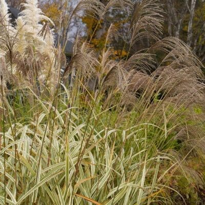Variegated Japanese Silver Grass - Pahl's Market - Apple Valley, MN