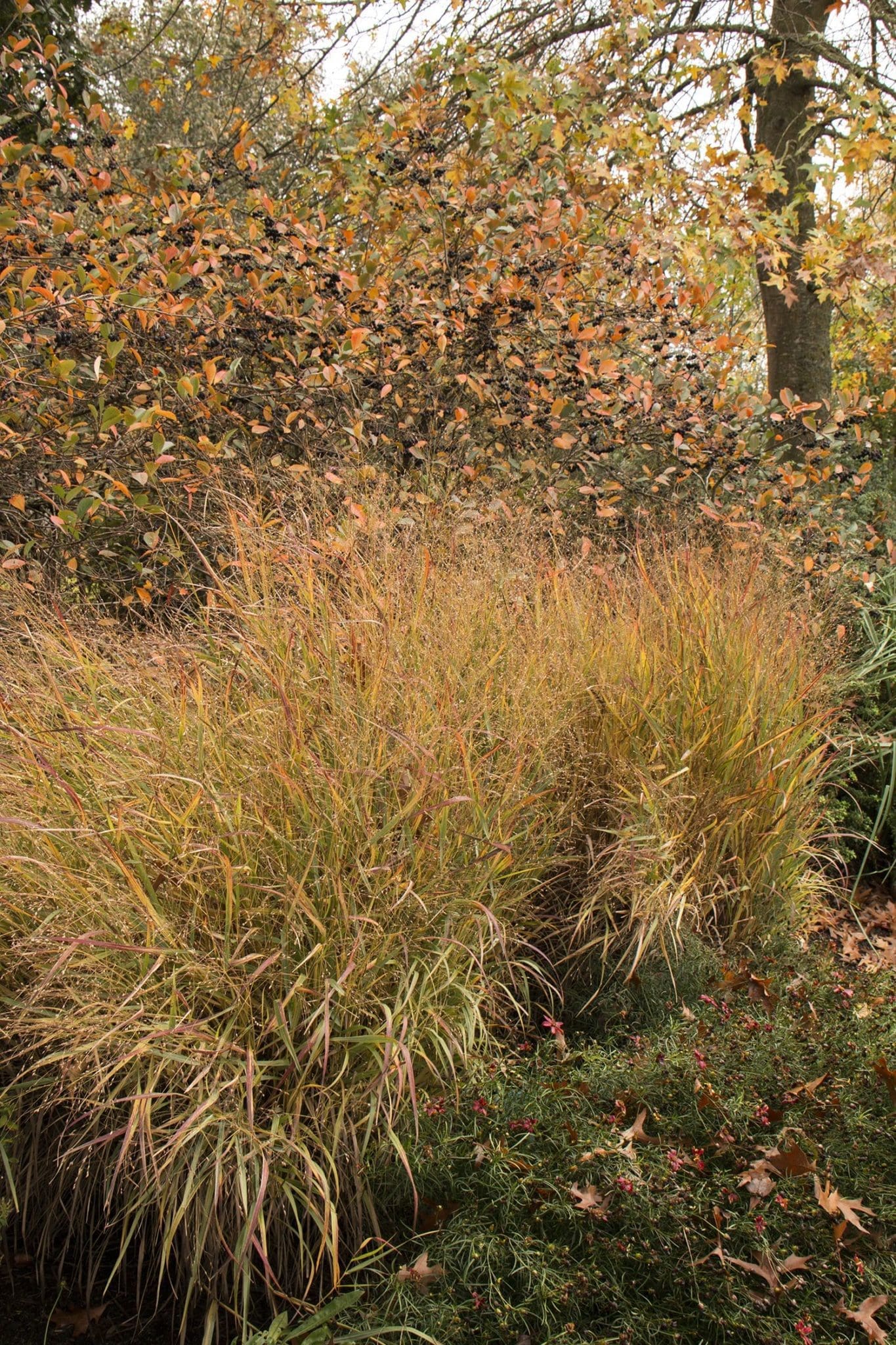 Shenandoah Switch Grass - Pahl's Market - Apple Valley, MN