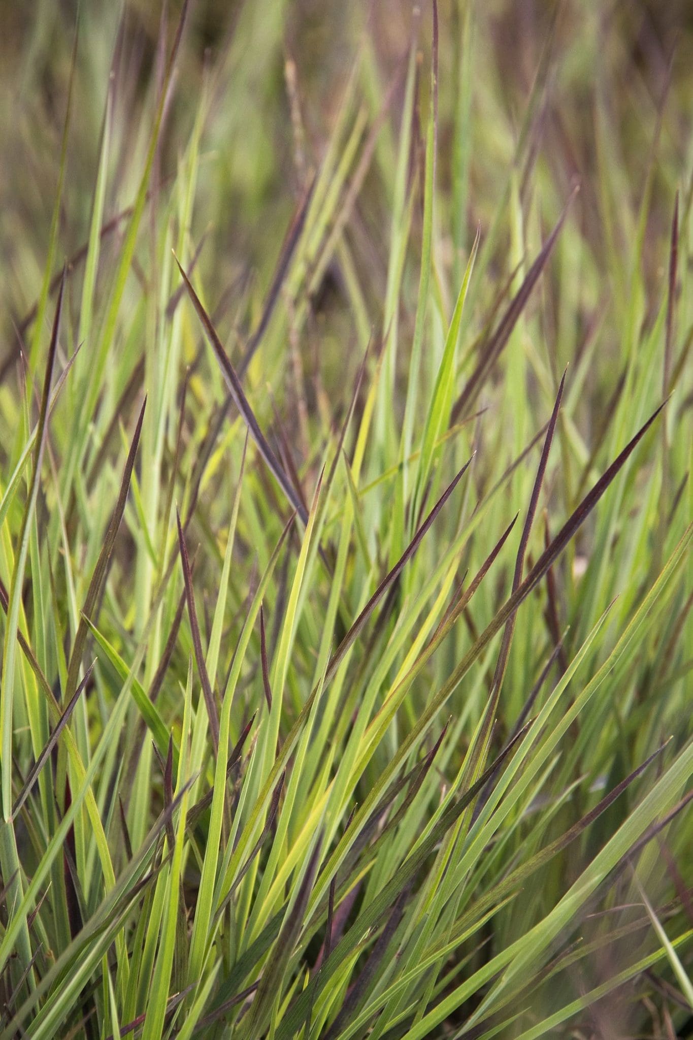 Blue Heaven Little Bluestem Grass - Pahl's Market - Apple Valley, MN