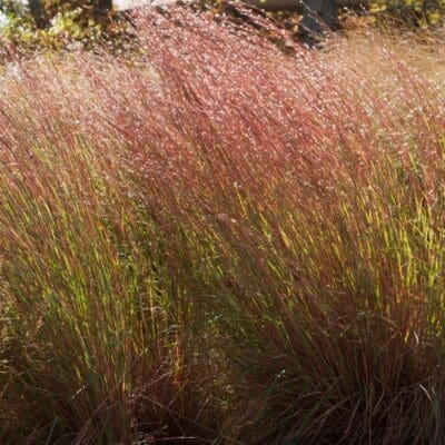 Blue Heaven Little Bluestem Grass - Pahl's Market - Apple Valley, MN