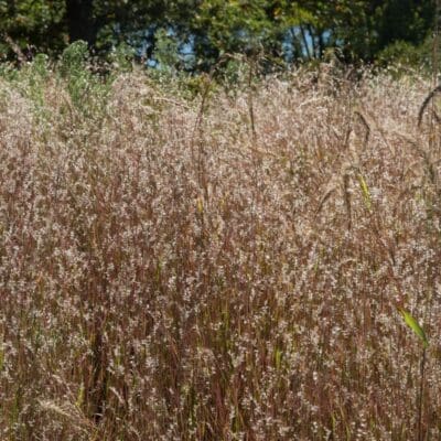 Blue Heaven Little Bluestem Grass - Pahl's Market - Apple Valley, MN