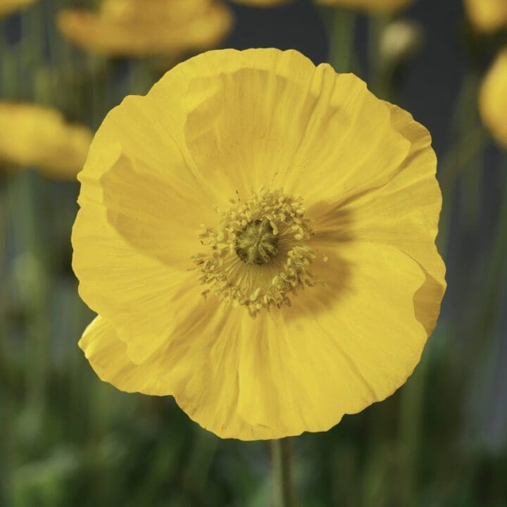 Perennials - Page 2 of 13 - Shop Pahl's Online