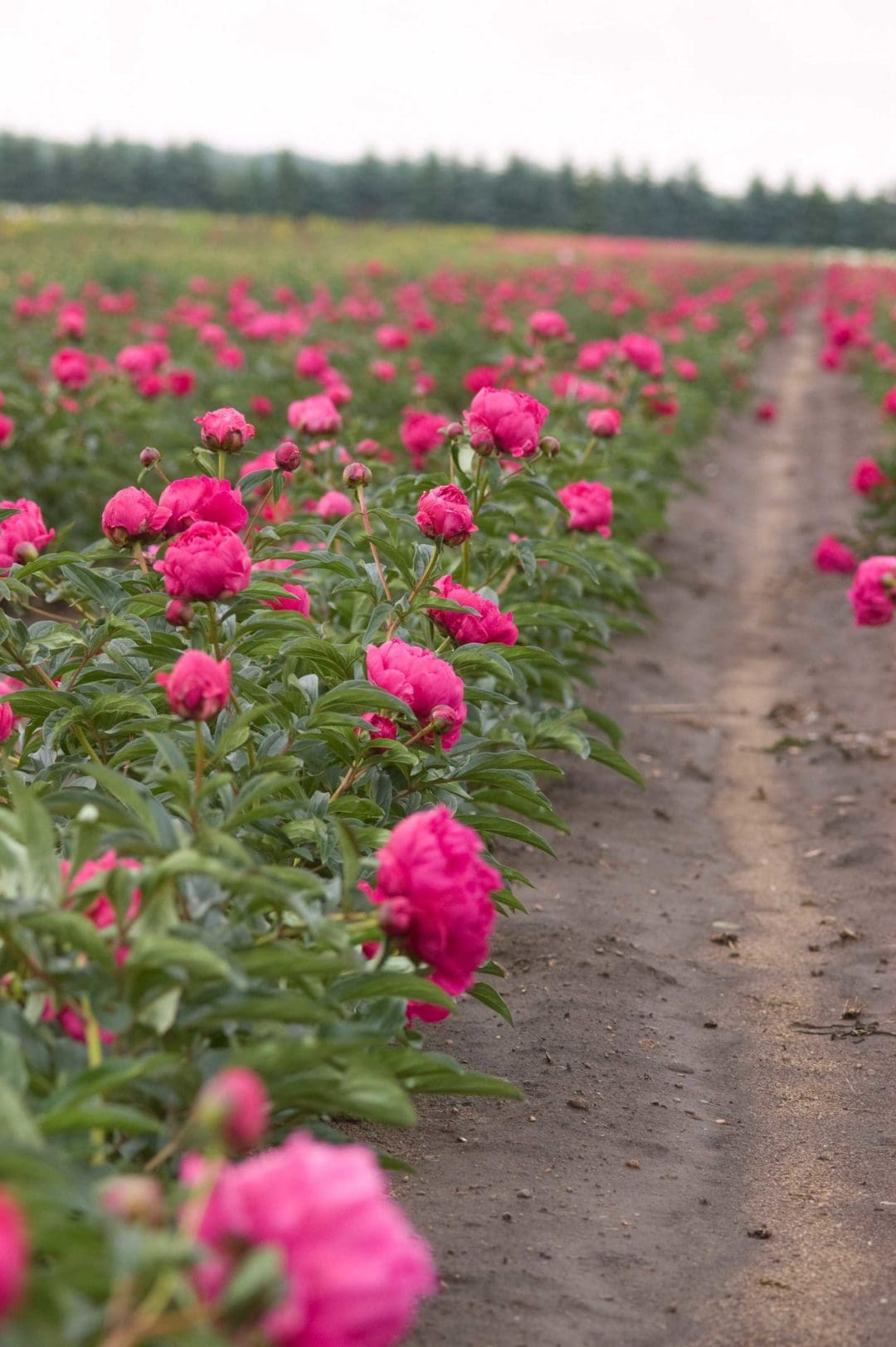Kansas Peony - Pahl's Market - Apple Valley, MN