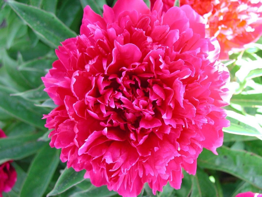 Rachel Peony - Pahl's Market - Apple Valley, MN