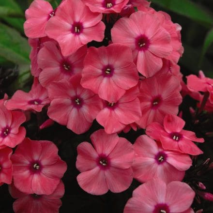 Bambini Cherry Crush Dwarf Garden Phlox - Pahl's Market - Apple Valley, MN