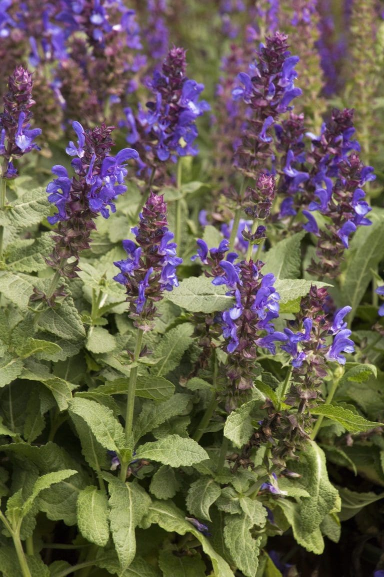 Blue Marvel Salvia - Pahl's Market - Apple Valley, MN