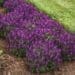 Bumbleberry Salvia - Pahl's Market - Apple Valley, MN