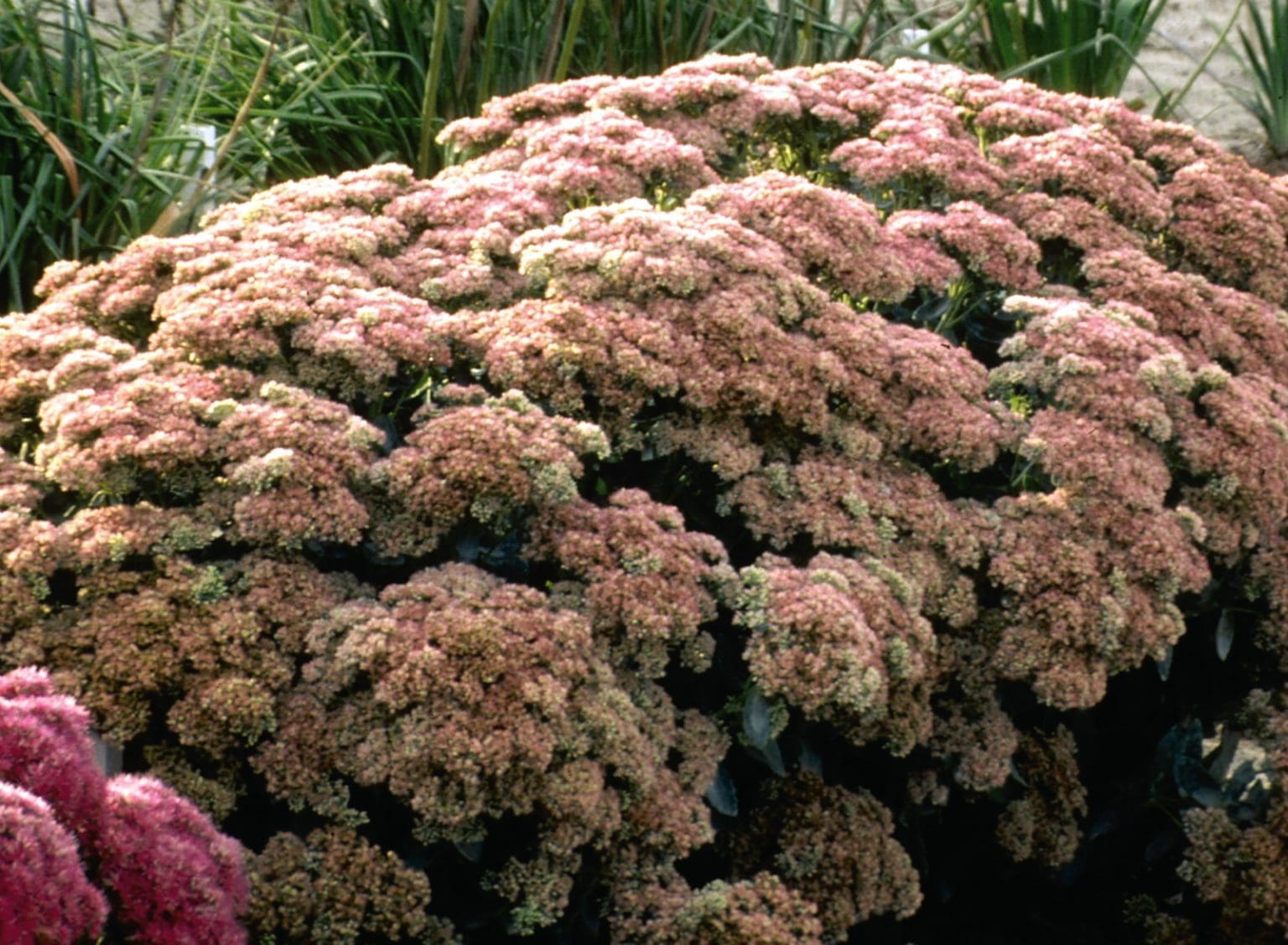Autumn Fire Sedum - Pahl's Market - Apple Valley, MN