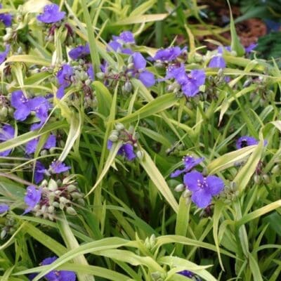 Blue and Gold Spiderwort - Pahl's Market - Apple Valley, MN