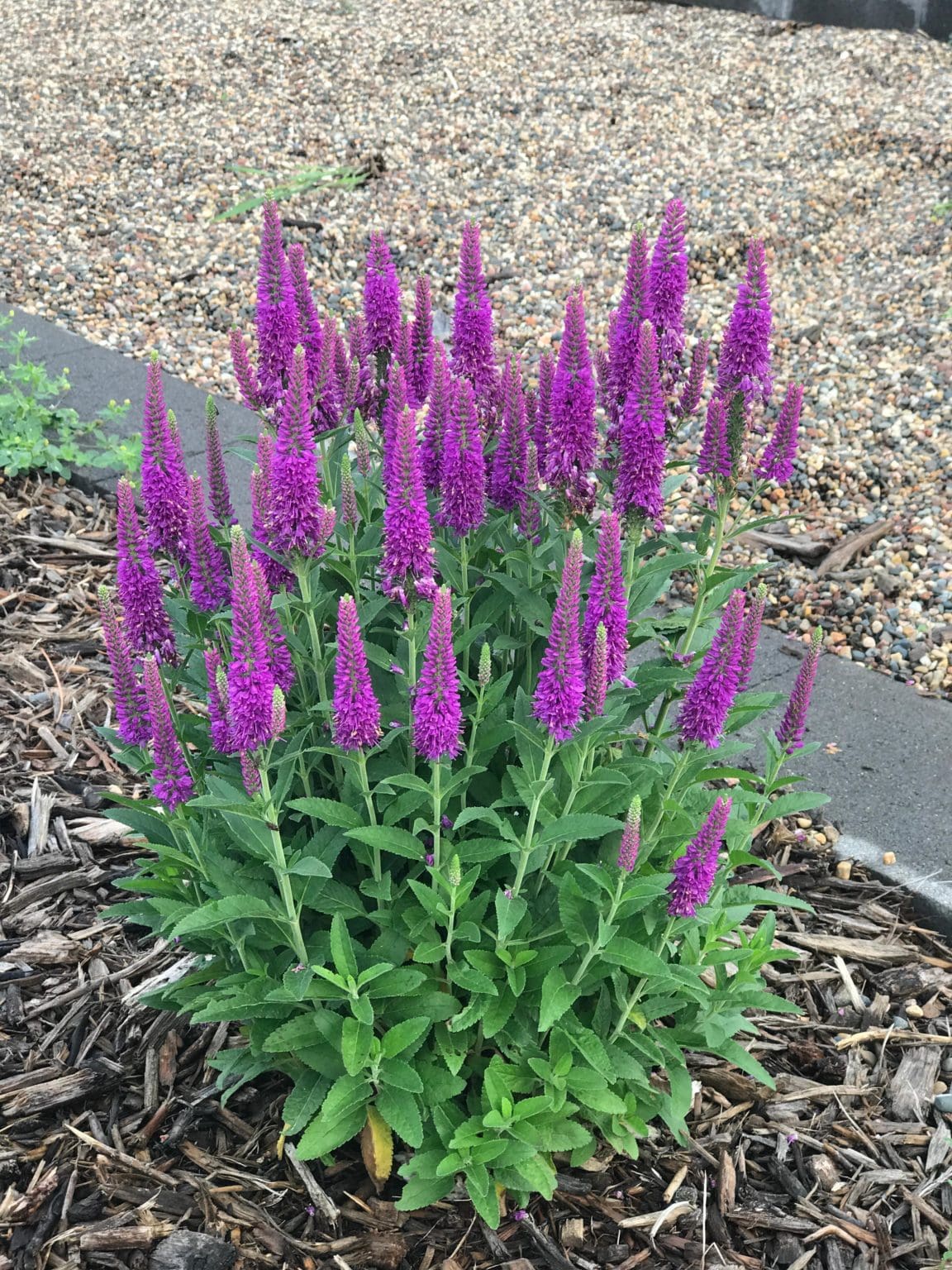 Purplegum Candles Speedwell - Pahl's Market - Apple Valley, MN