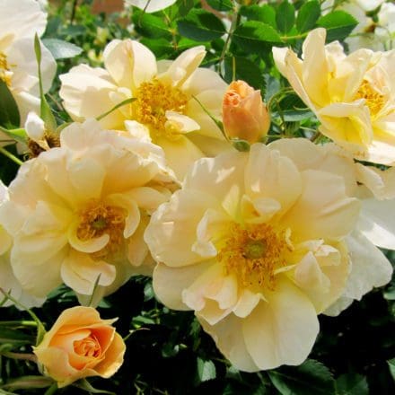Ramblin Red Climbing Rose - Pahl's Market - Apple Valley, MN