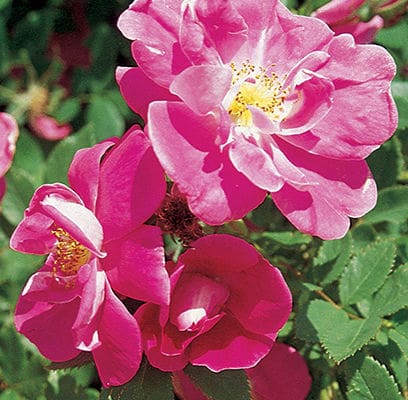 William Baffin Climbing Rose - Pahl's Market - Apple Valley, MN