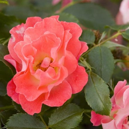 Little Mischief Rose - Pahl's Market - Apple Valley, MN